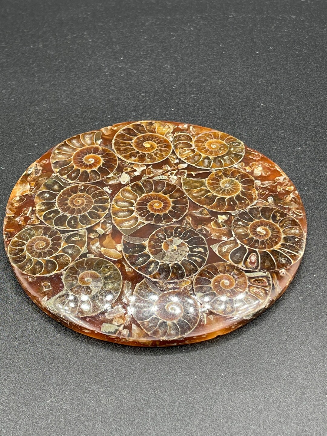 Ammonite Charging Plate Fossil Glass Mosaic 1011 - Etsy