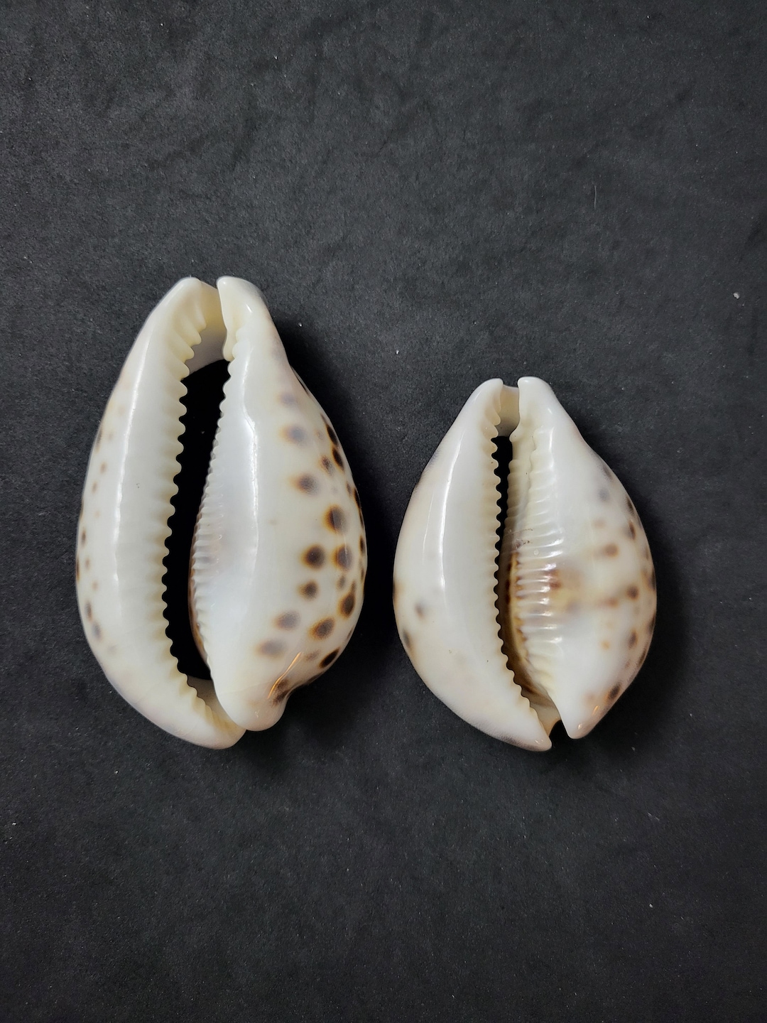 Cut Cowrie Shell, Sliced Cowrie Shell, Cowrie Shell, Large Focal Shell ...