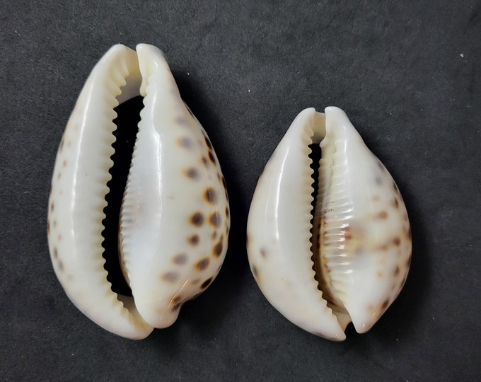 Cut Cowrie Shell, Sliced Cowrie Shell, Cowrie Shell, Large Focal Shell ...