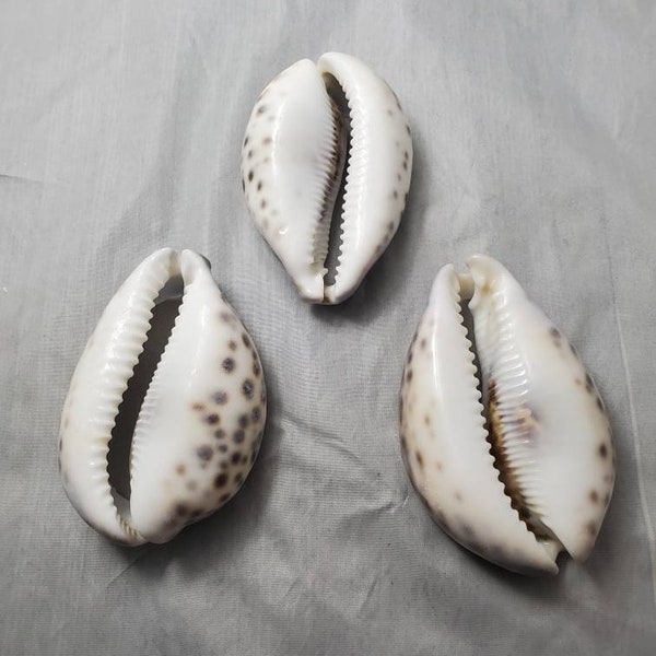 Cowrie Shells - Etsy