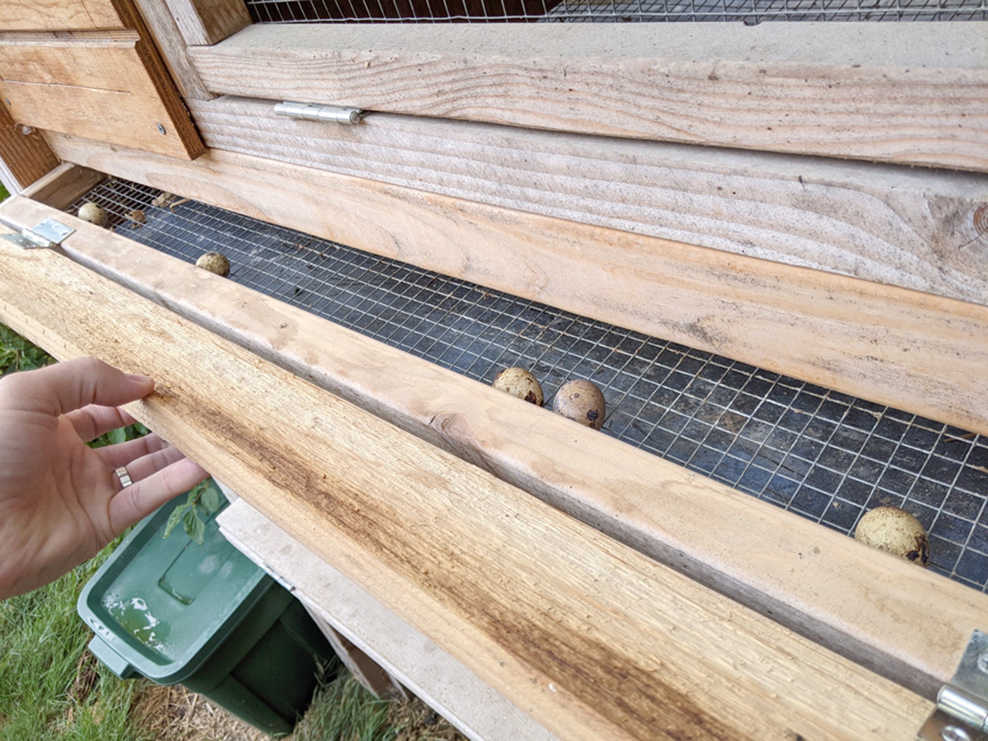 The Quail Hutch – backyard Quail Coop Plan Ebook – Instant Download ...