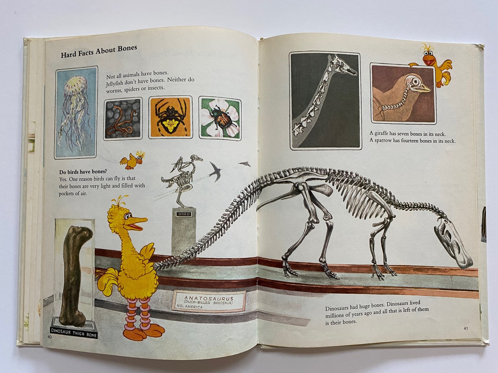 1983 Sesame Street Question and Answer Book About Animals Kids ...