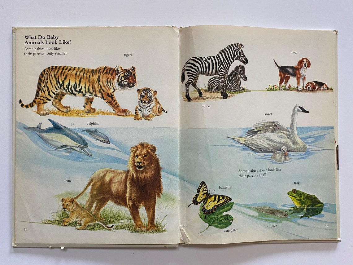 1983 Sesame Street Question and Answer Book About Animals Kids ...