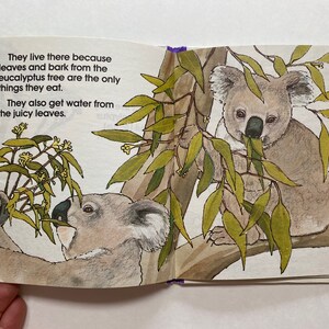 1988 All About Koalas World Wildlife Fund Book From Wendys 80s WWF ...
