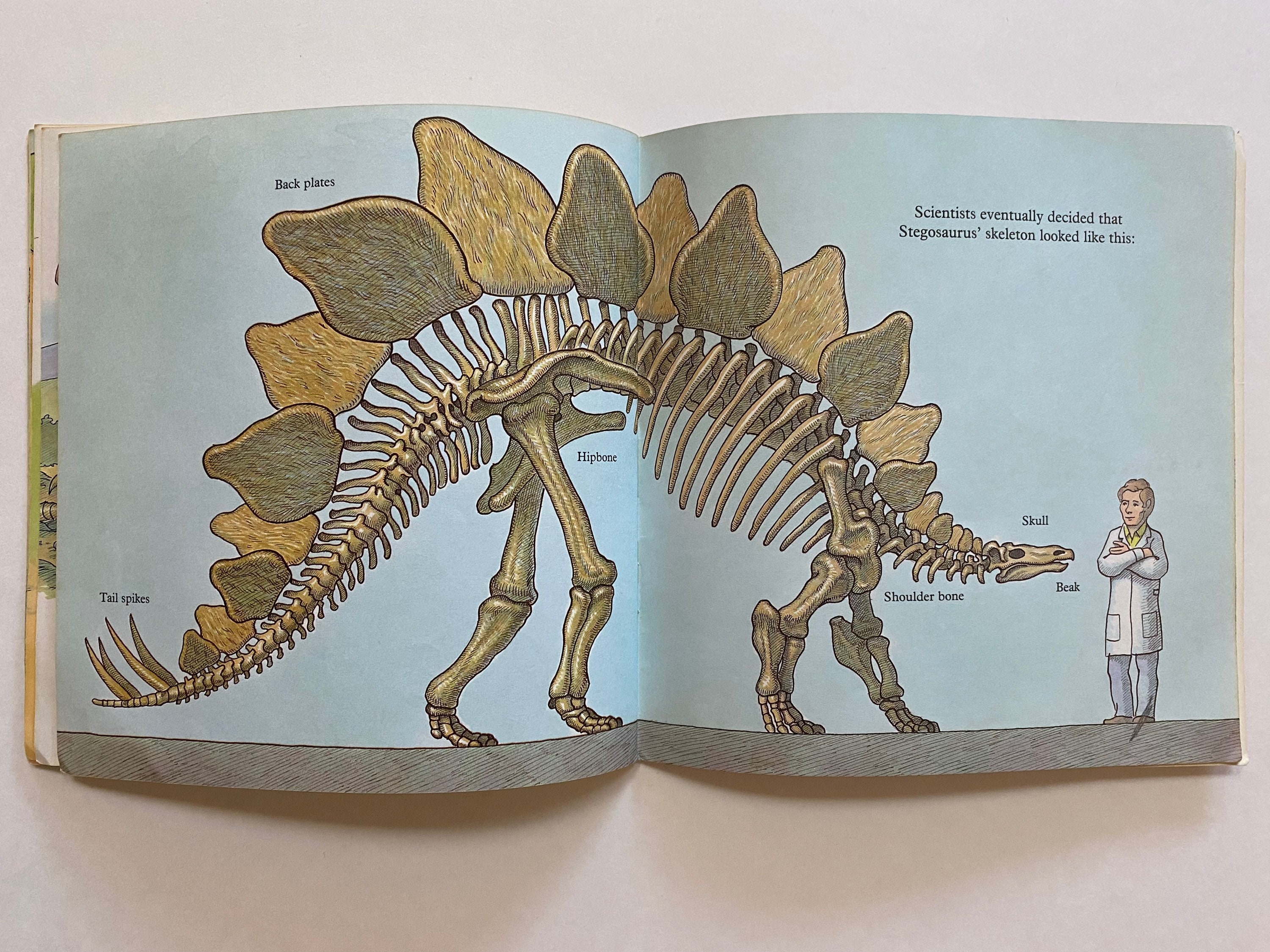 1989 I Love Dinosaurs the Spike Tailed Dinosaur Stegosaurus Golden Look ...