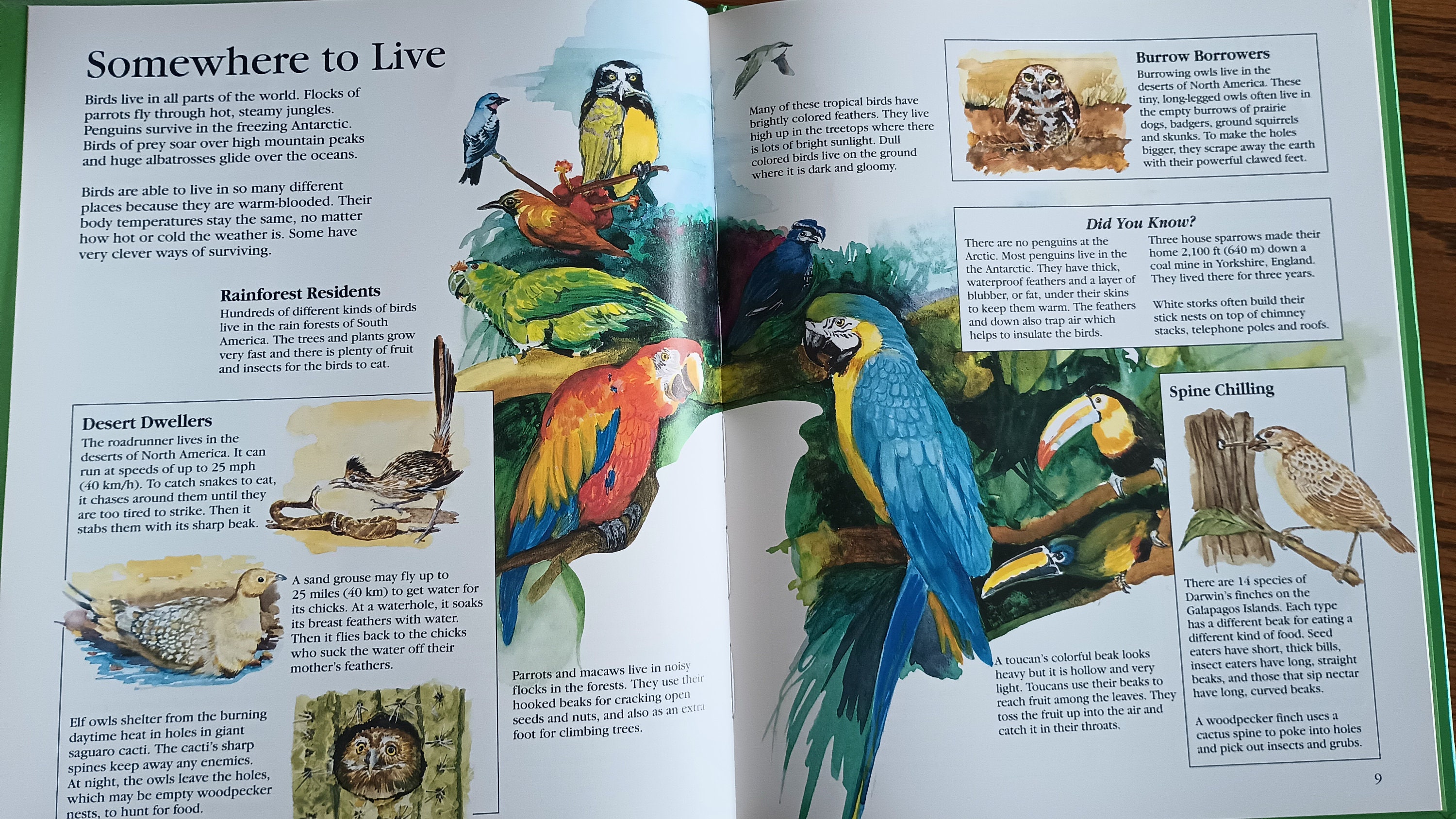 Amazing Sea Facts Amazing Bird Facts Su Swallow Anita - Etsy