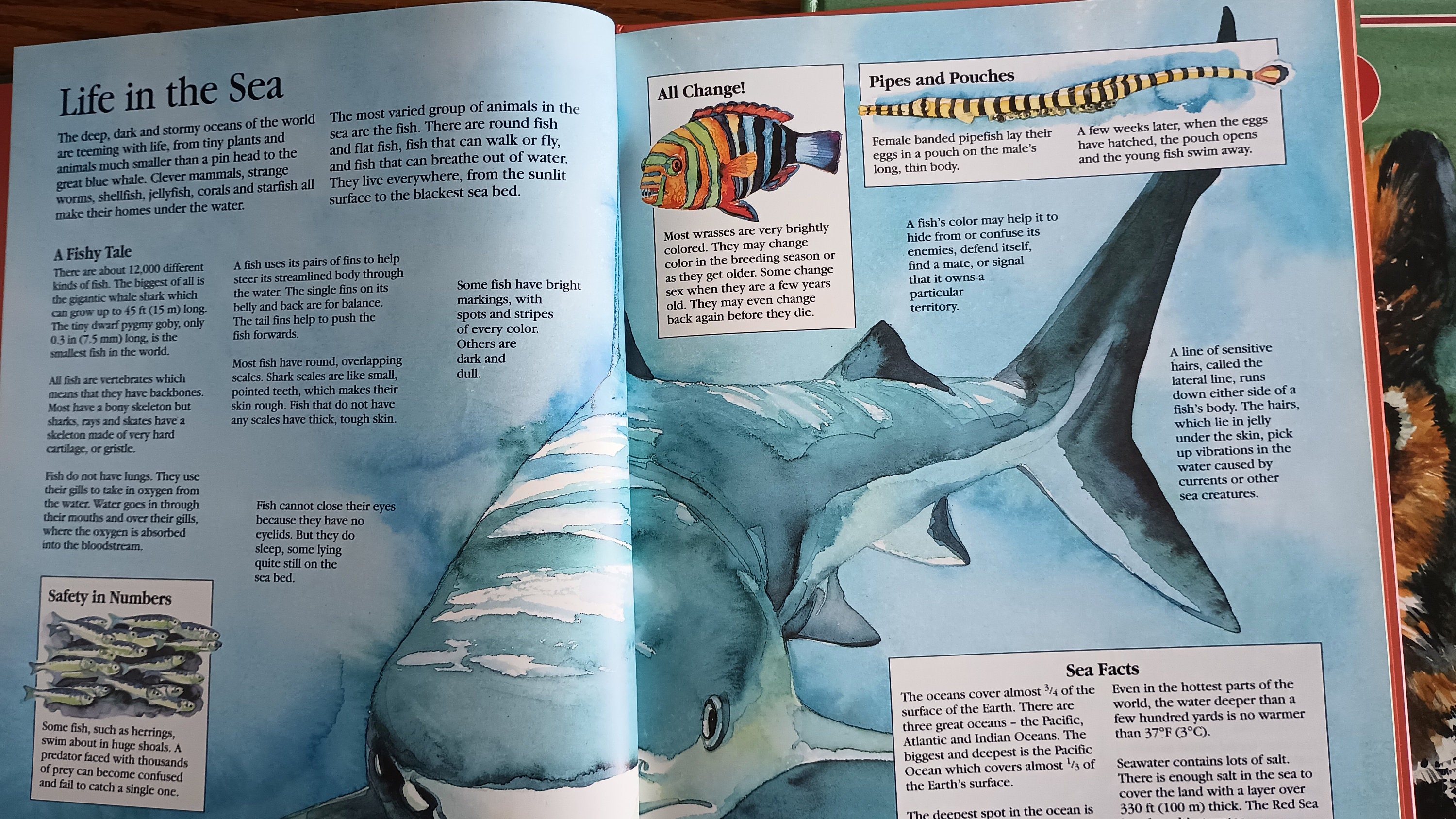 Amazing Sea Facts, Amazing Bird Facts, Su Swallow, Anita Ganeri ...