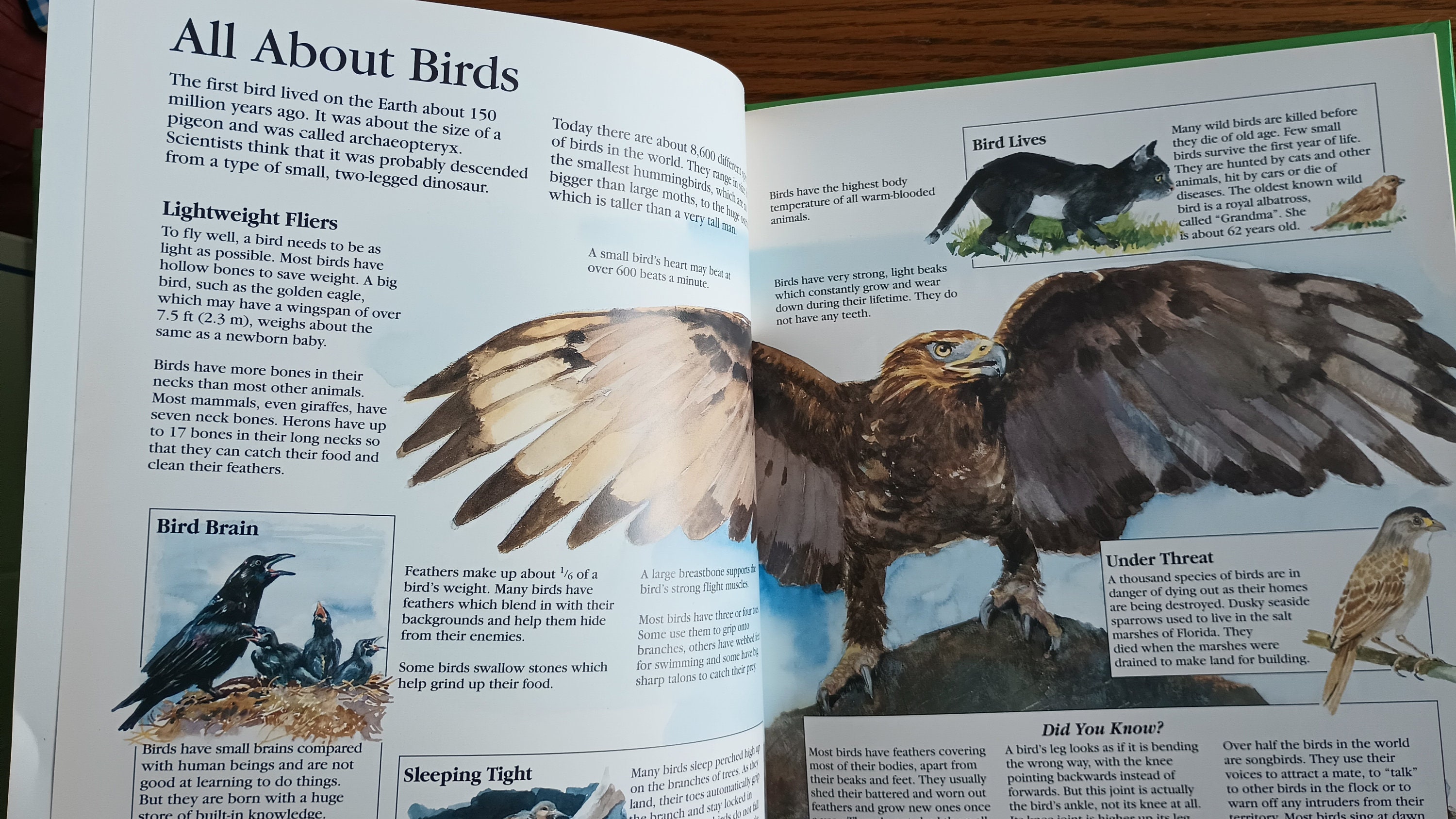 Amazing Sea Facts Amazing Bird Facts Su Swallow Anita - Etsy