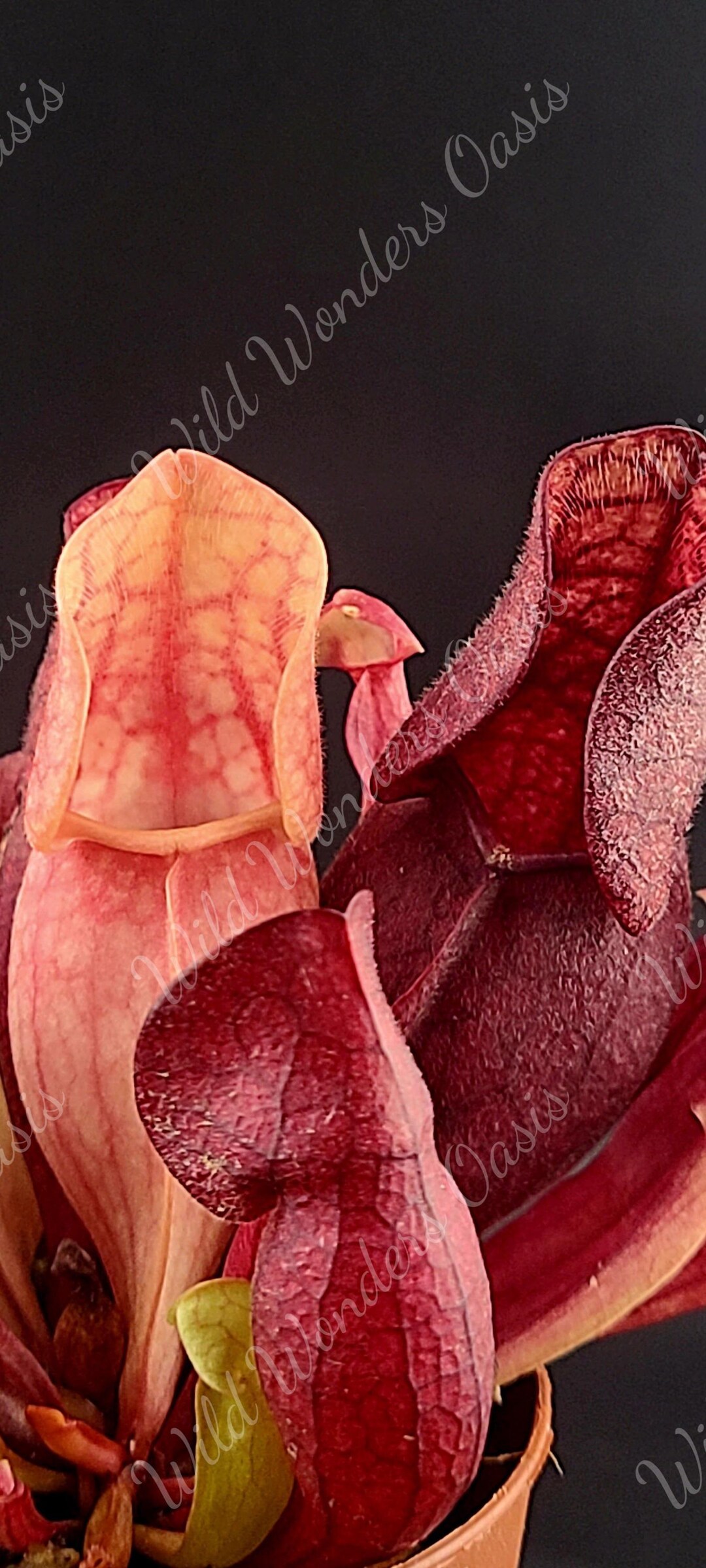 Sarracenia Purpurea – the Gothic Bug-munching Beauty - Etsy