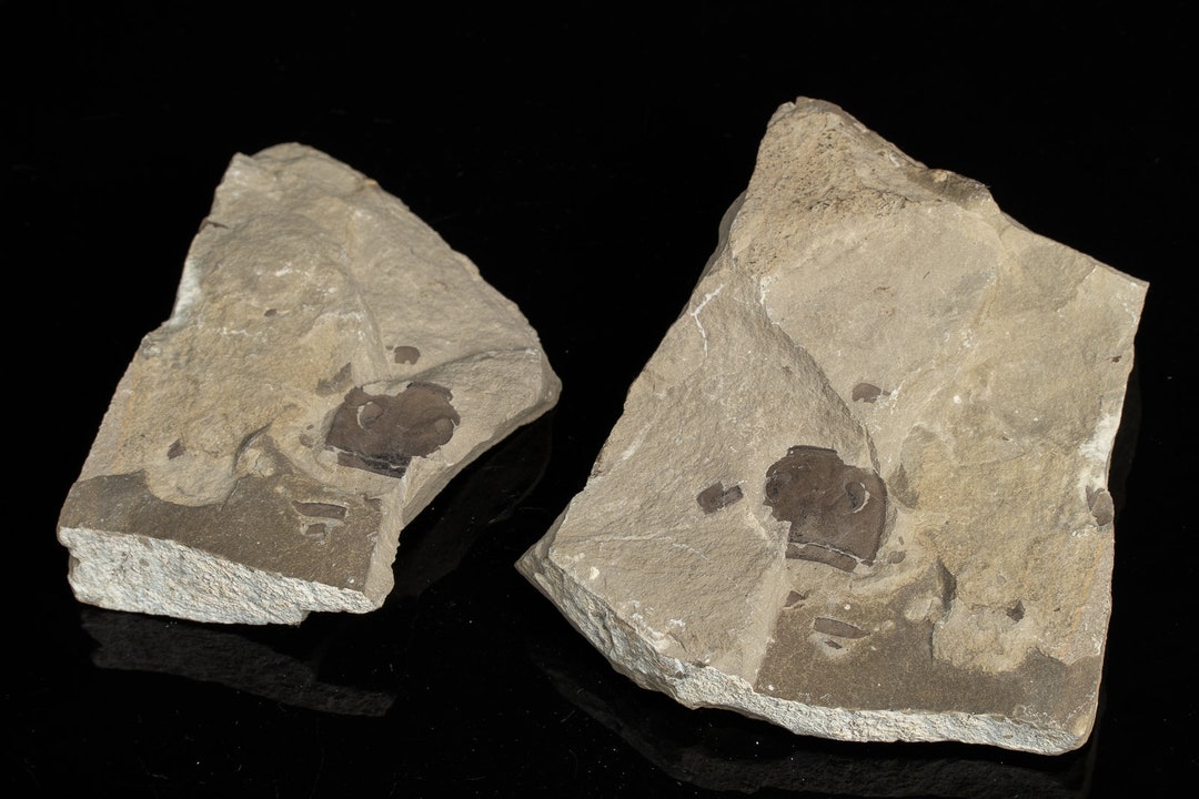 Silurian Sea Scorpion Eurypterus Balteurypterus Fossil 1.21 Lbs ...