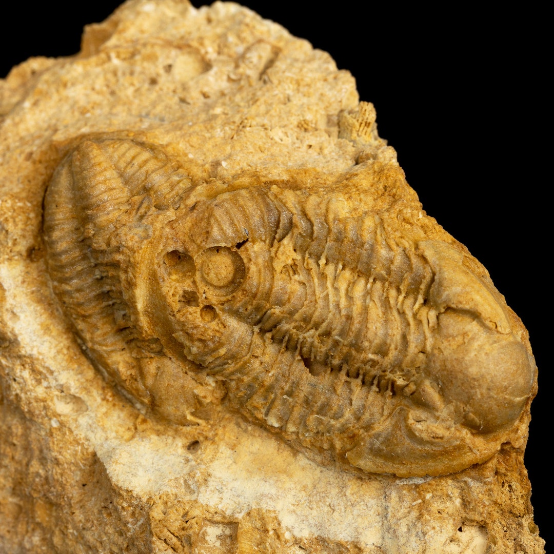 RARE TRILOBITE FOSSIL Phillipsia Sp, Middle Carboniferous Stone 1.69 Oz ...