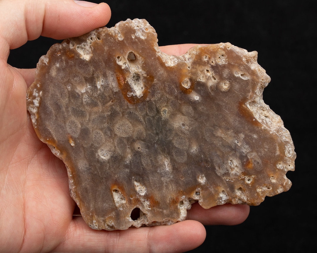 Fossil Coral Polished Sliced Stone Chakra Crystal Specimen 5.64 Oz ...