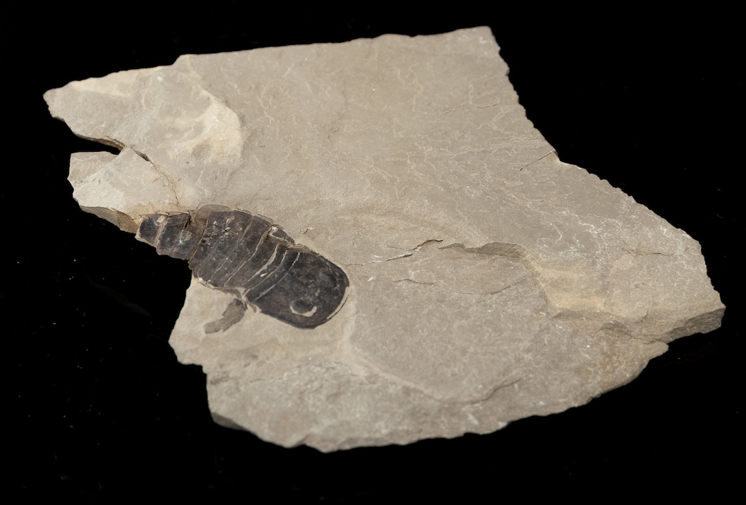 Silurian Sea Scorpion Eurypterus Balteurypterus Fossil 5.47 Oz Specimen ...