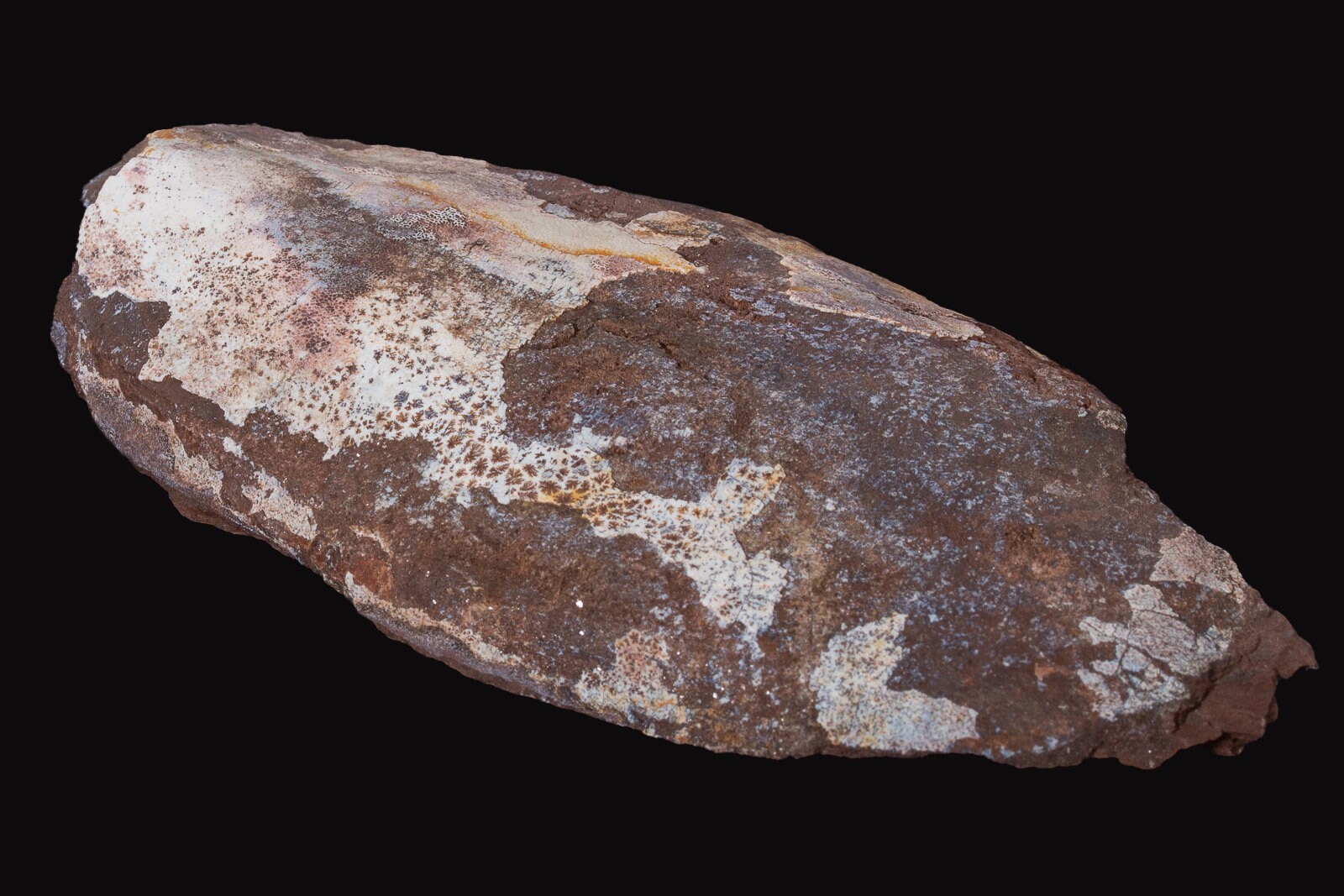 Home Décor UKRAINE RARE Devonian fish Pteraspis sp fossil specimen ...