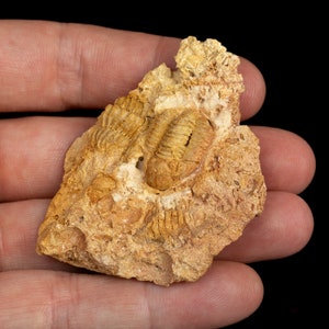 RARE TRILOBITE FOSSIL Phillipsia Sp, Middle Carboniferous Stone 0.63 Oz ...