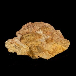 RARE TRILOBITE FOSSIL Phillipsia Sp, Middle Carboniferous Stone 0.63 Oz ...