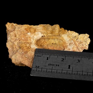 RARE TRILOBITE FOSSIL Phillipsia Sp, Middle Carboniferous Stone 0.63 Oz ...