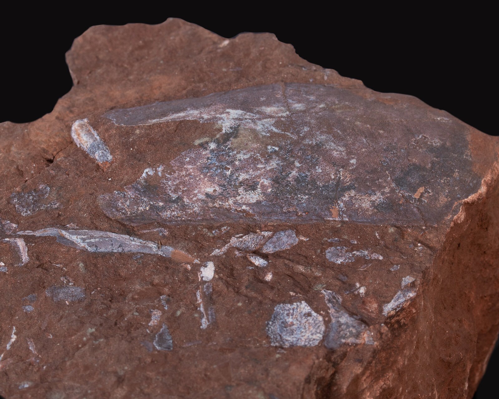 Home Décor UKRAINE RARE Devonian fish Pteraspis sp fossil specimen ...