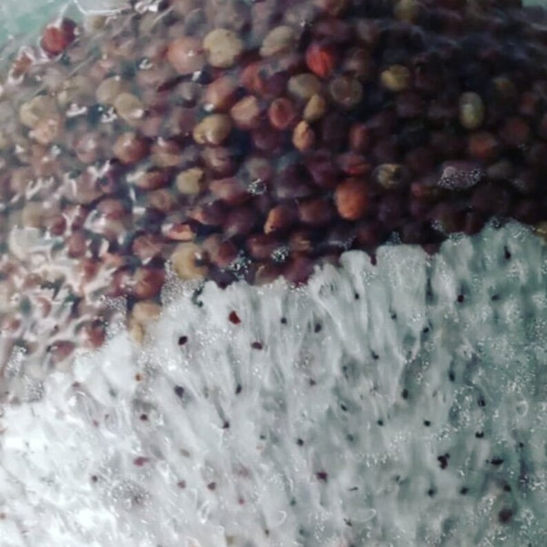 Grain Spawn- Sterile 3lb. Red Milo - Etsy