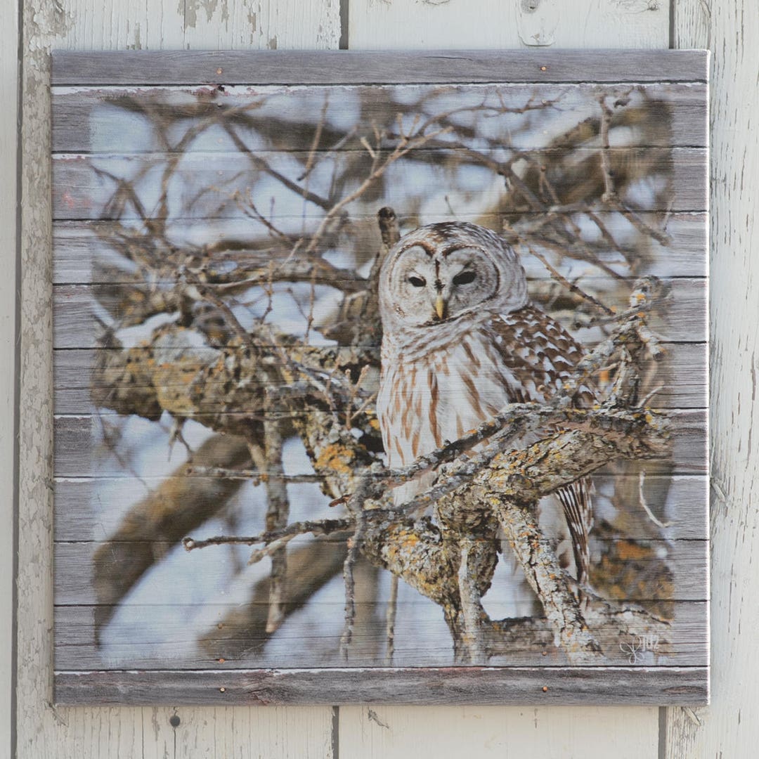 Owl Print, Barred Owl in Mossy Oak Tree Canvas Print, Owl Decor, Gift ...