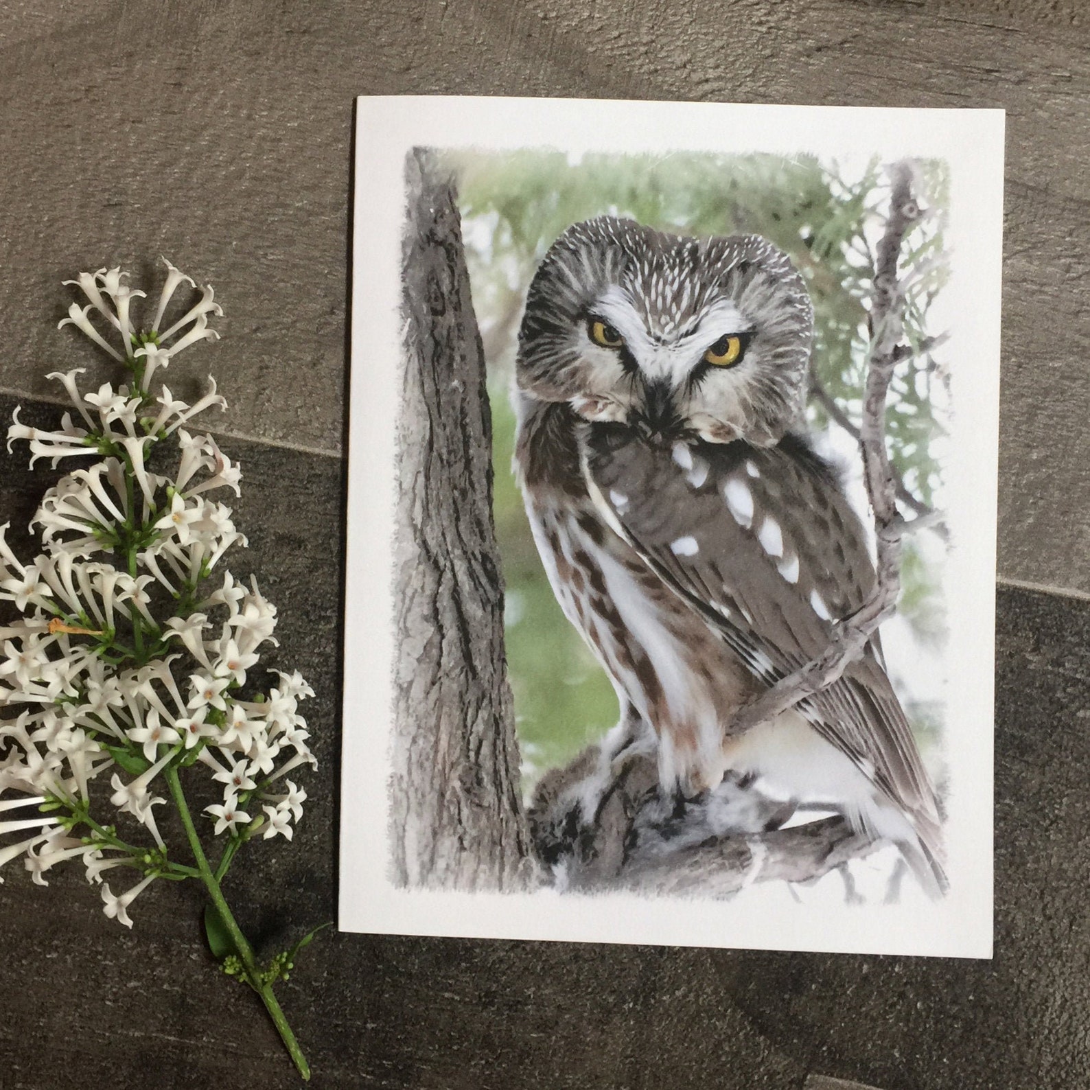 Owl Note Card Set Boxed Set of Blank Notecards and 8 - Etsy