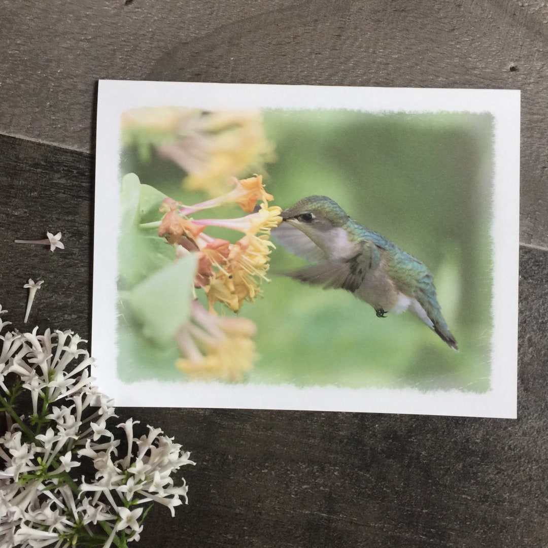 Hummingbird Note Card Set; Boxed Set of Blank Notecards and Envelopes ...