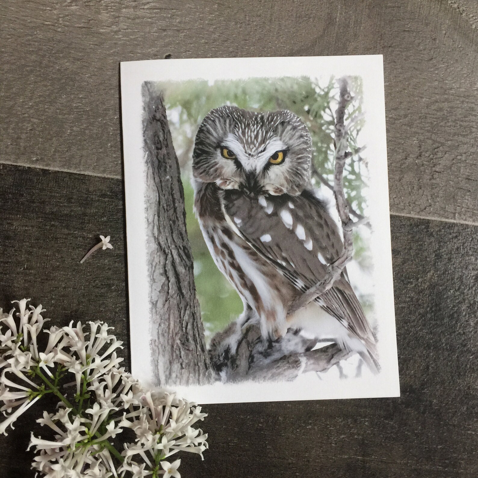 Owl Note Card Set Boxed Set of Blank Notecards and 8 - Etsy