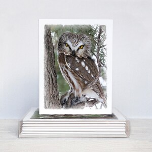 Owl Note Card Set; Boxed Set of Blank Note Cards and Envelopes With ...