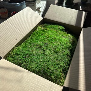Preserved Sheet Moss Bulk 1,560 Cu Inch - Etsy