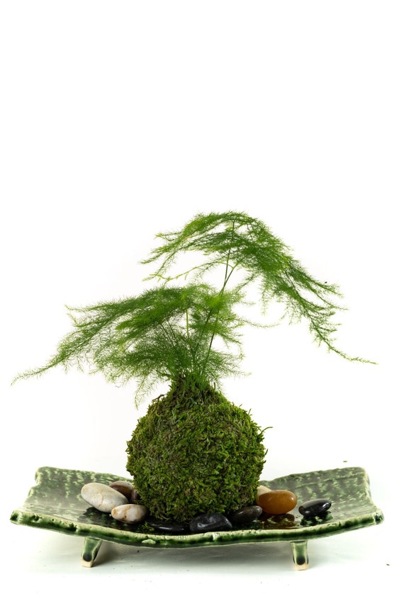 Asparagus Fern Bonsai