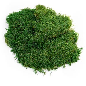 Preserved Sheet Moss Bulk 1,560 Cu Inch - Etsy