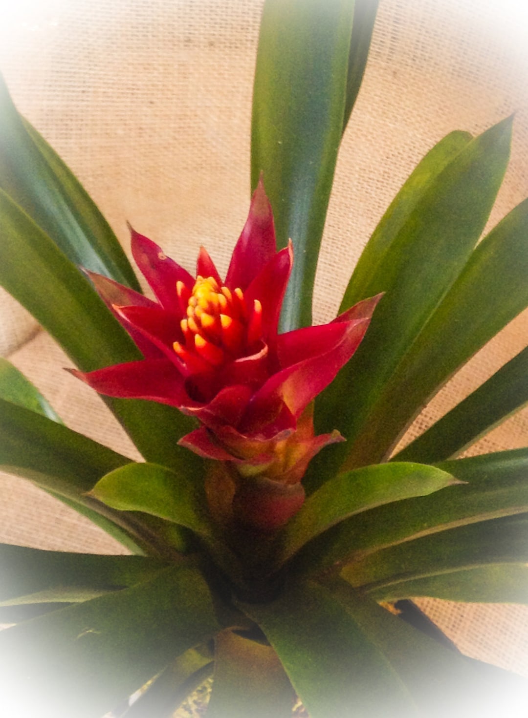 Lovely Red Bromeliad-large Kokedama - Moss Ball, Japanese Indoor Garden ...