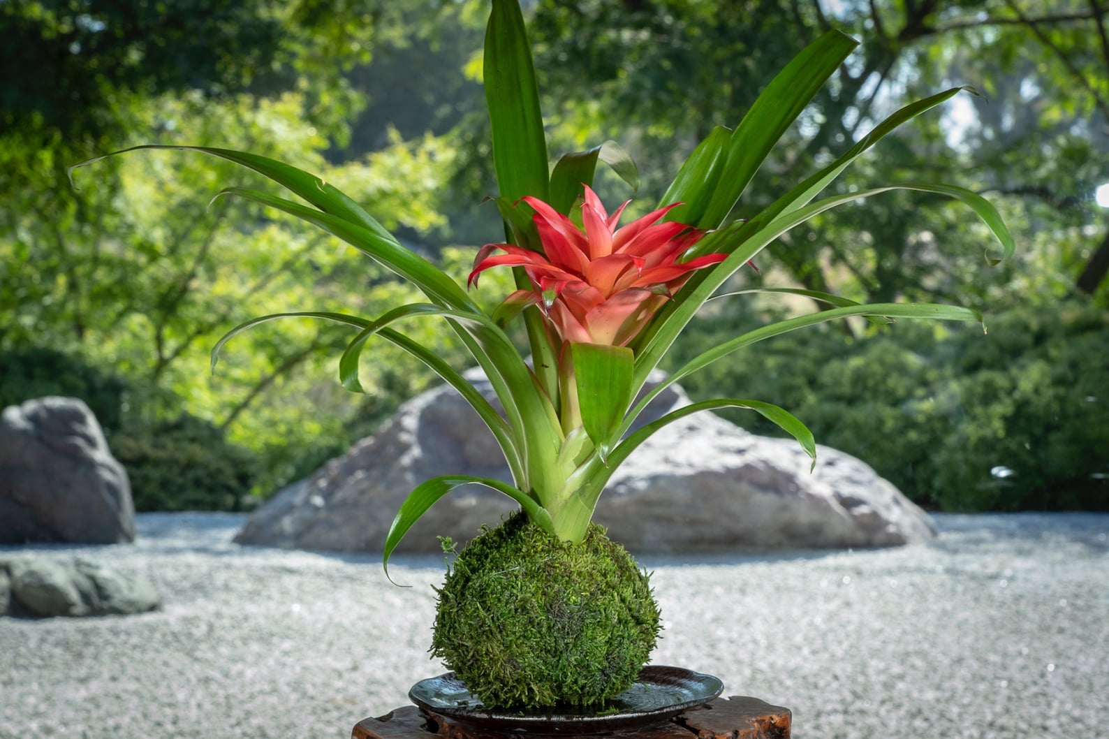 Kokedama - Moss Ball, Lovely Pink Bromeliad, Guzmania! - Etsy