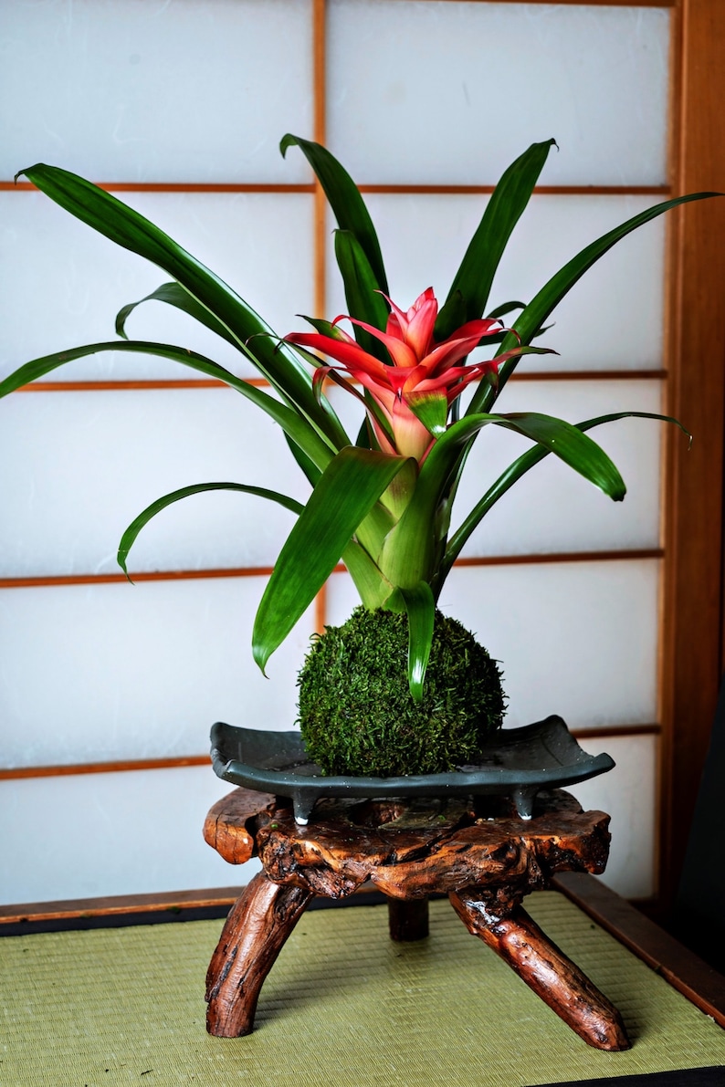 Kokedama - Moss Ball, Lovely Pink Bromeliad, Guzmania! - Etsy