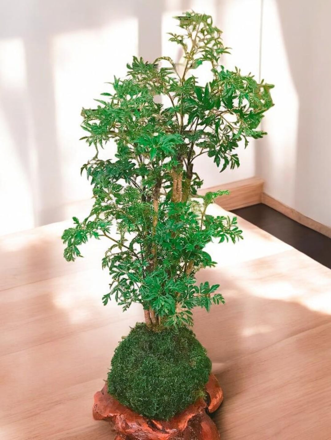 Ming Aralia Kokedama - Moss Ball (approx 6-8" Diameter X 20-22 In) - Etsy