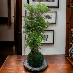 Ming Aralia Kokedama - Moss Ball (approx 6-8" Diameter X 20-22 In) - Etsy