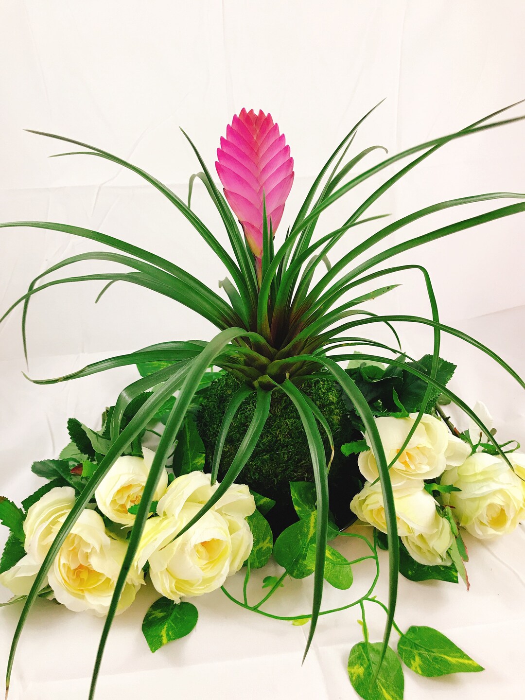 Pink Quill, Tillandsia Cyanea Kokedama - Moss Ball With Stunning Pink ...