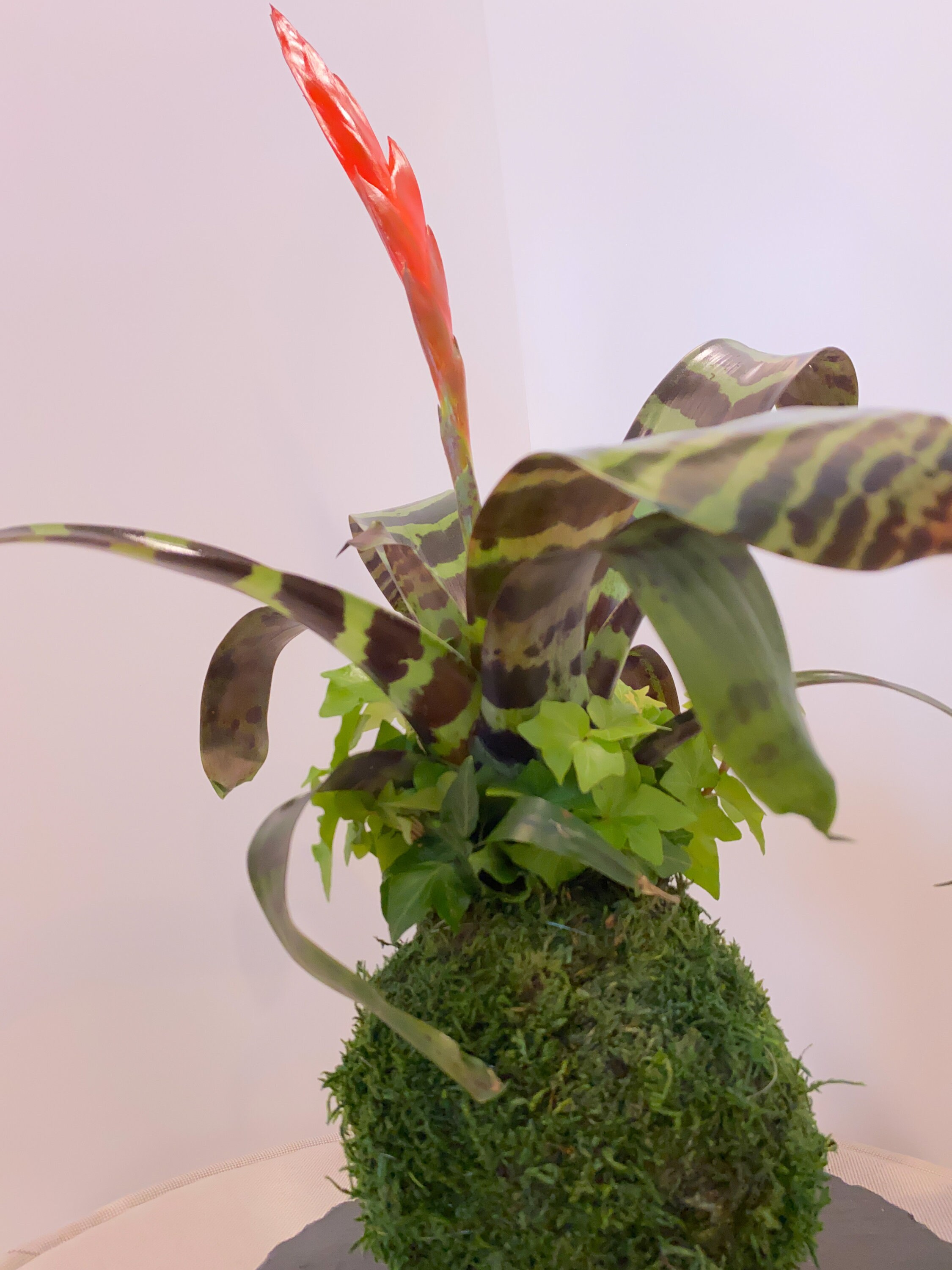 Kokedama - Moss Ball With Exotic Bromeliad Vriesea With Ivy Arrangement ...