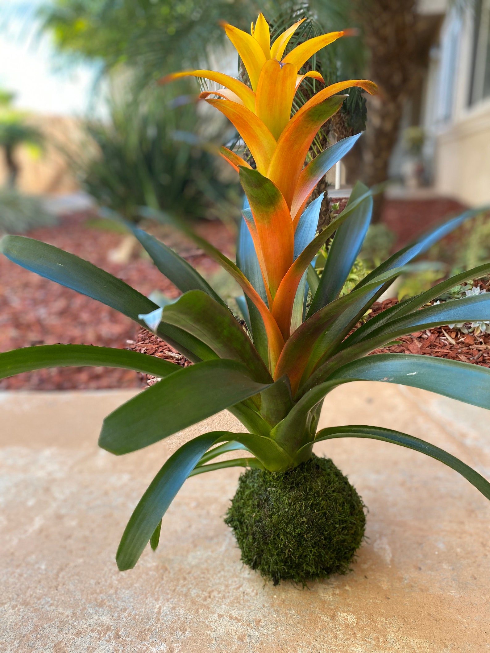 Bromeliad Kokedama Moss Ball Lovely Yellow and Orange - Etsy