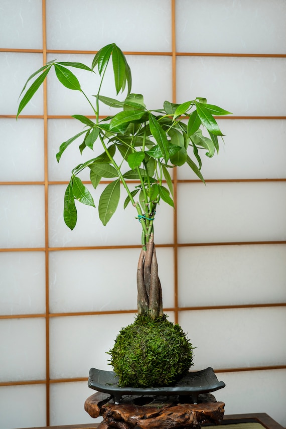 Japanese Money Tree Care Care Guide For The Money Tree (Pachira