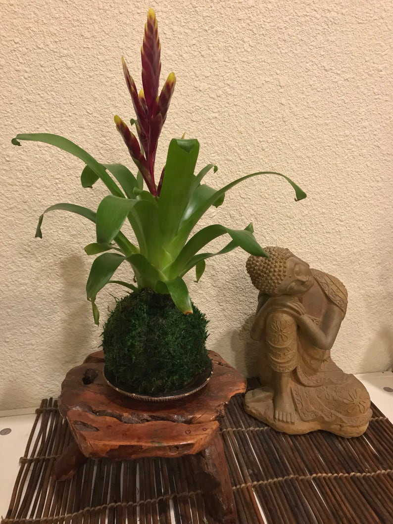Kokedama - Moss Ball, Vriesea Red and Yellow Bromeliad! - Etsy
