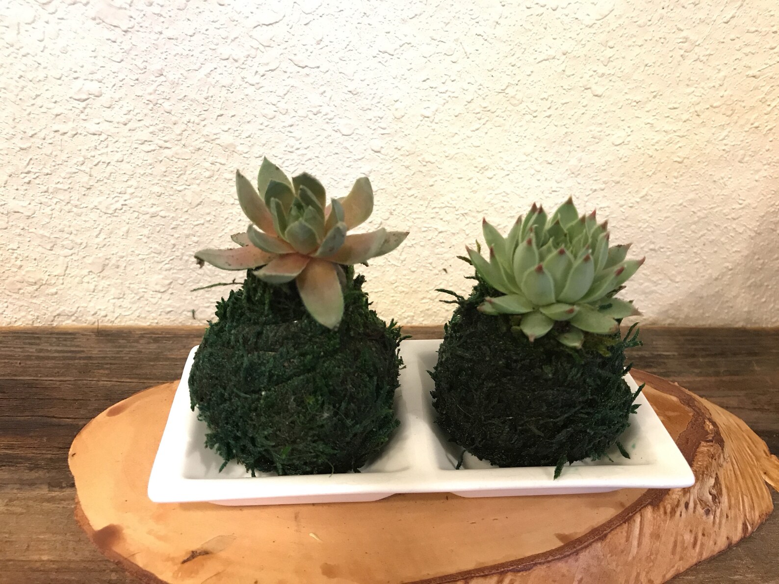Mini Succulents Kokedama - Lowest Price If You Buy Three! Available ...