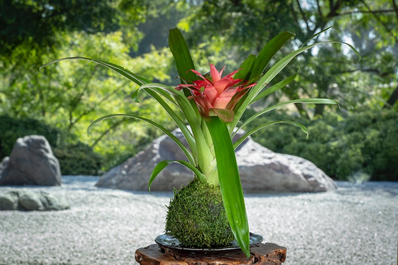 Kokedama - Moss Ball, Lovely Pink Bromeliad, Guzmania! - Etsy