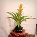 Bromeliad Kokedama - Moss Ball, Lovely Yellow and Orange Bromeliad! - Etsy