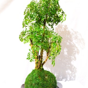 Ming Aralia Kokedama - Moss Ball (approx 6-8" Diameter X 20-22 In) - Etsy