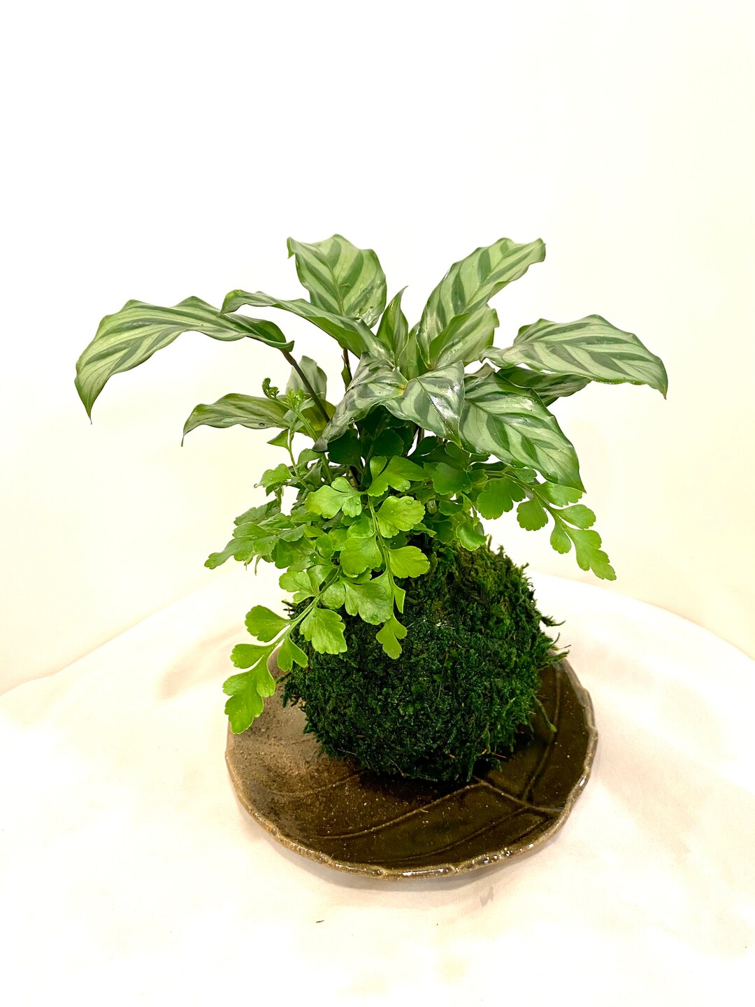 Calathea and Austral Gem Fern Combo Kokedama - Bonsai Moss Ball ...