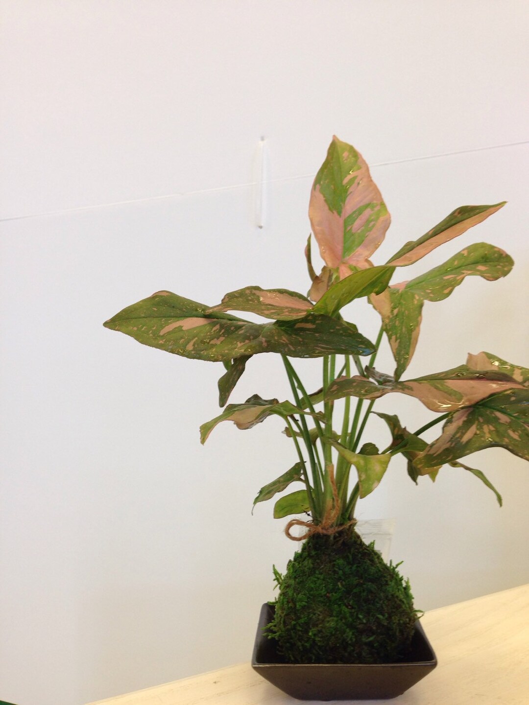 Pink Syngonium Kokedama - Bonsai Ball - House Plant - Etsy