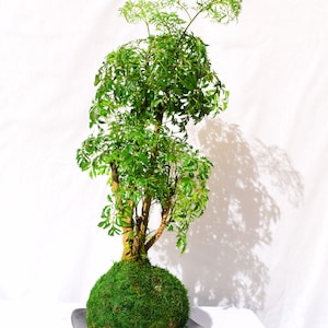 Ming Aralia Kokedama - Moss Ball (approx 6-8" Diameter X 20-22 In) - Etsy