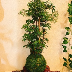 Ming Aralia Kokedama - Moss Ball (approx 6-8" Diameter X 20-22 In) - Etsy