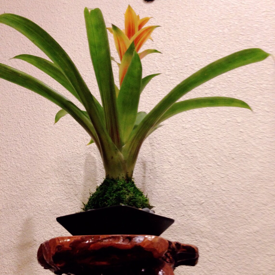 Bromeliad Kokedama Moss Ball Lovely Yellow and Orange | Etsy